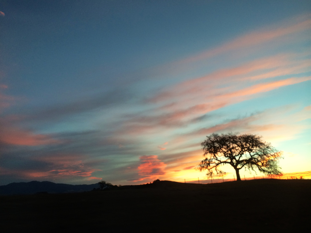 One more dry winter... - Carr Vineyards and Winery