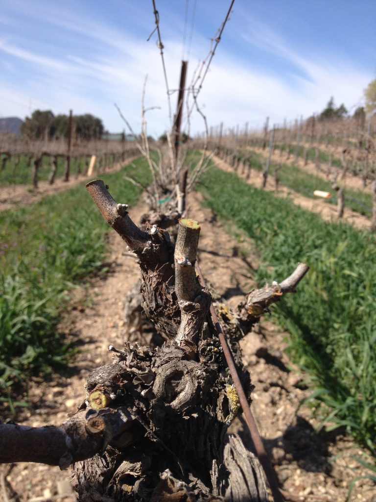 Pruning in the Vineyards - Carr Vineyards and Winery