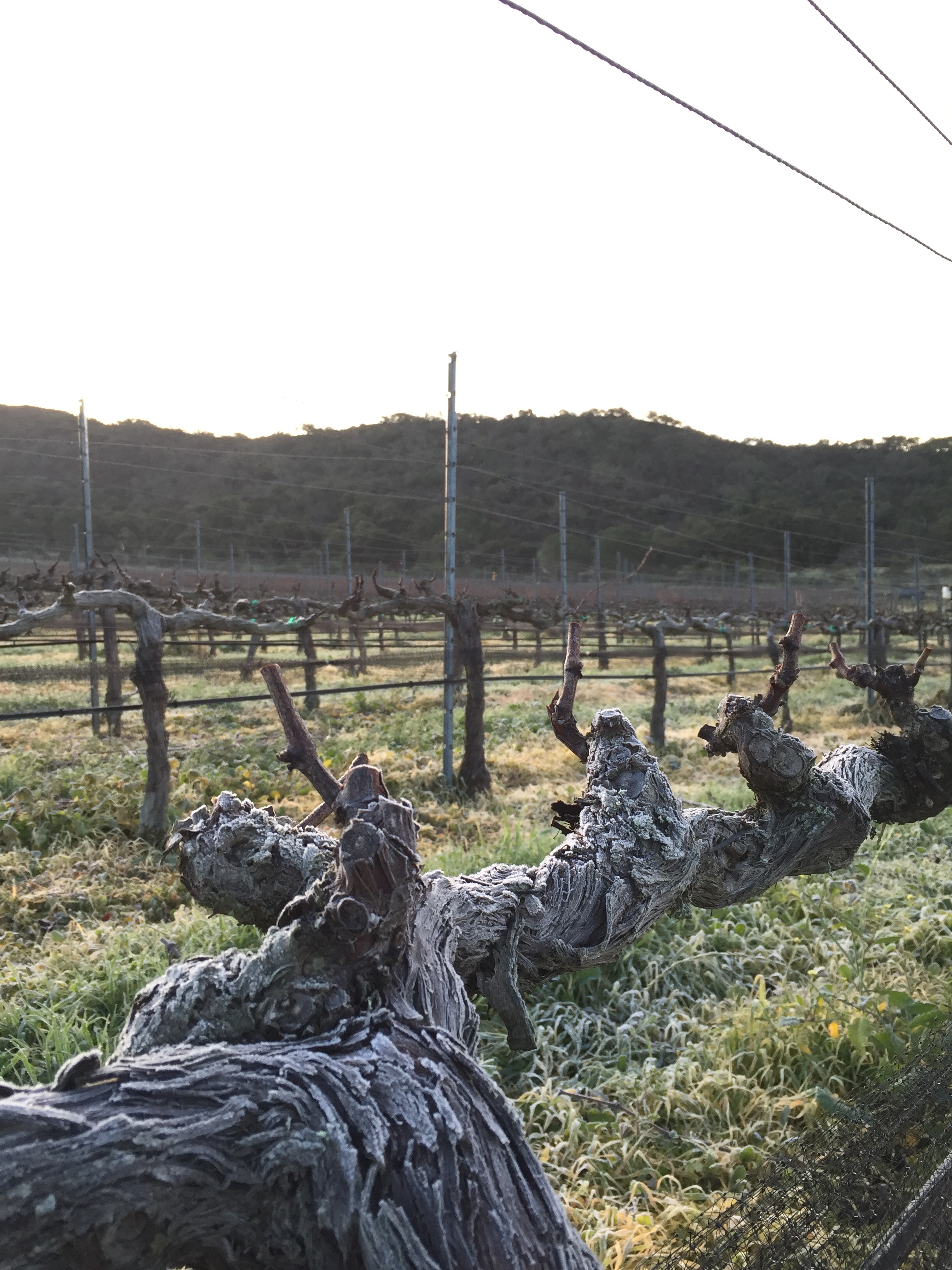 Pruning in the Vineyards - Carr Vineyards and Winery