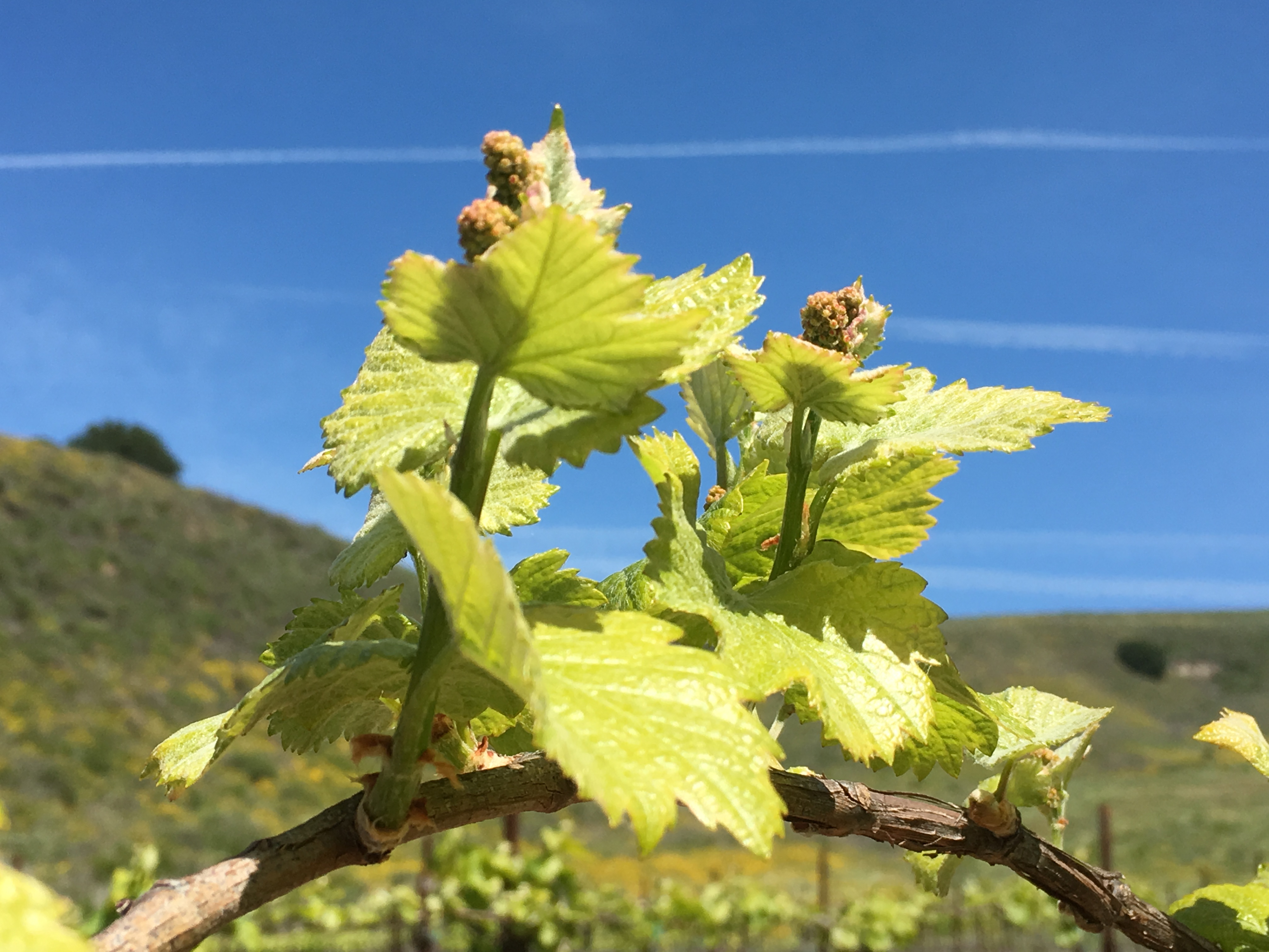 Bud Break in The Vineyards - Carr Vineyards and Winery